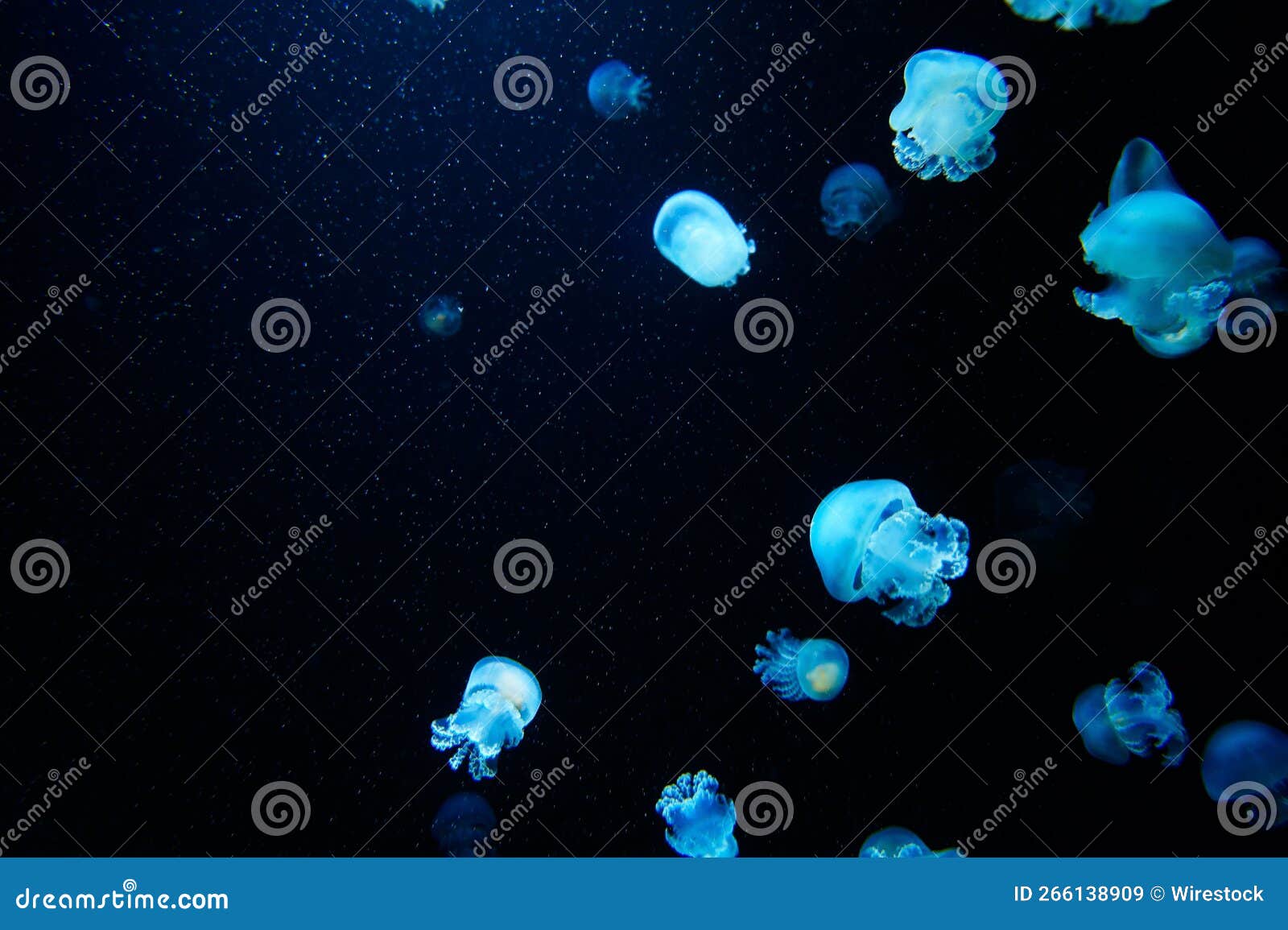 Beautiful Blue Jellyfish Texture Background Stock Image - Image of ...