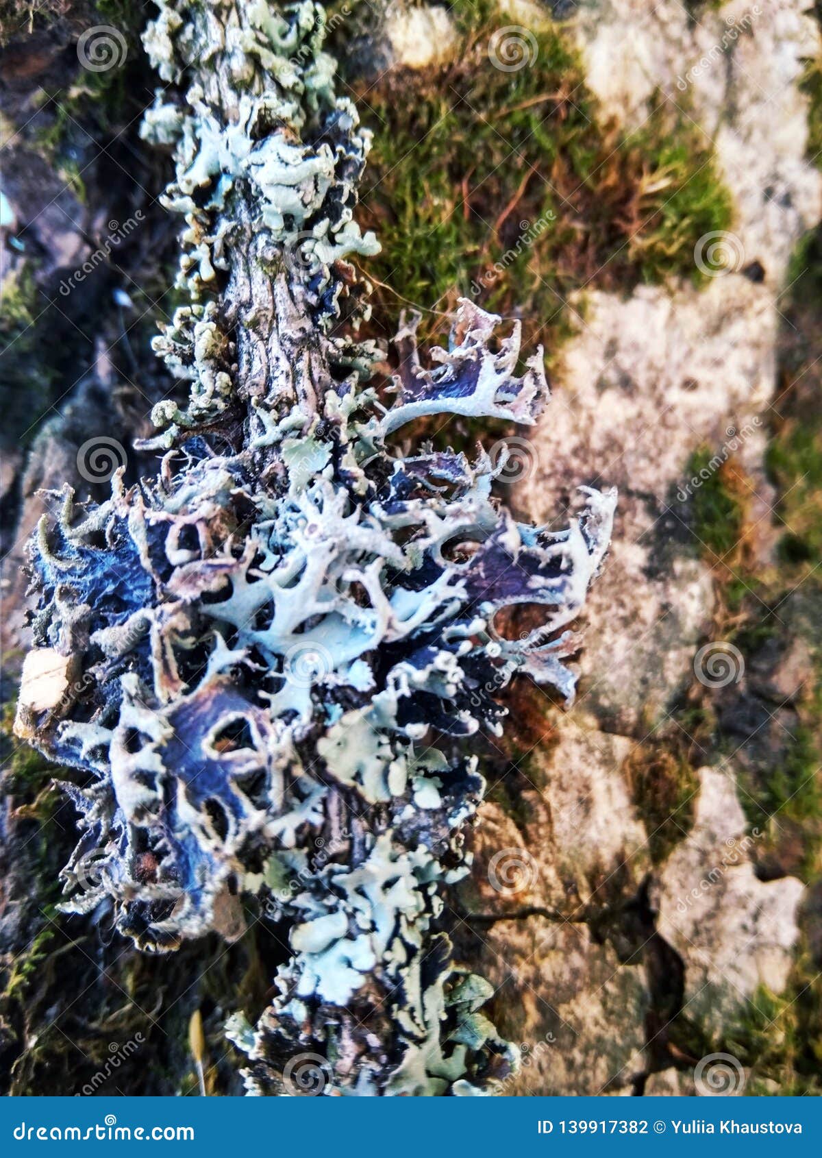 Beautiful Blue Lichen on a Tree Trunk Stock Photo - Image of winter ... Beautiful Blue Lichen on a Tree Trunk Stock Photo - Image of winter ...
