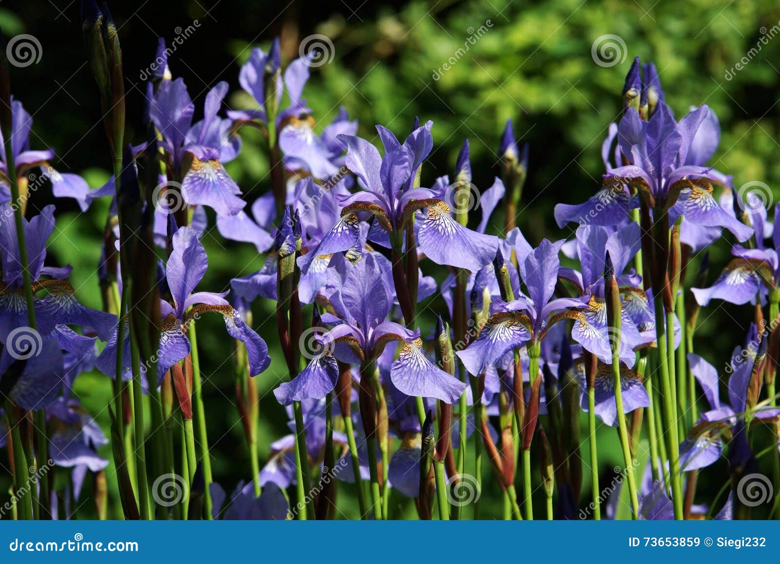 Beautiful Blue Lilies stock image. Image of bright, daylily - 73653859