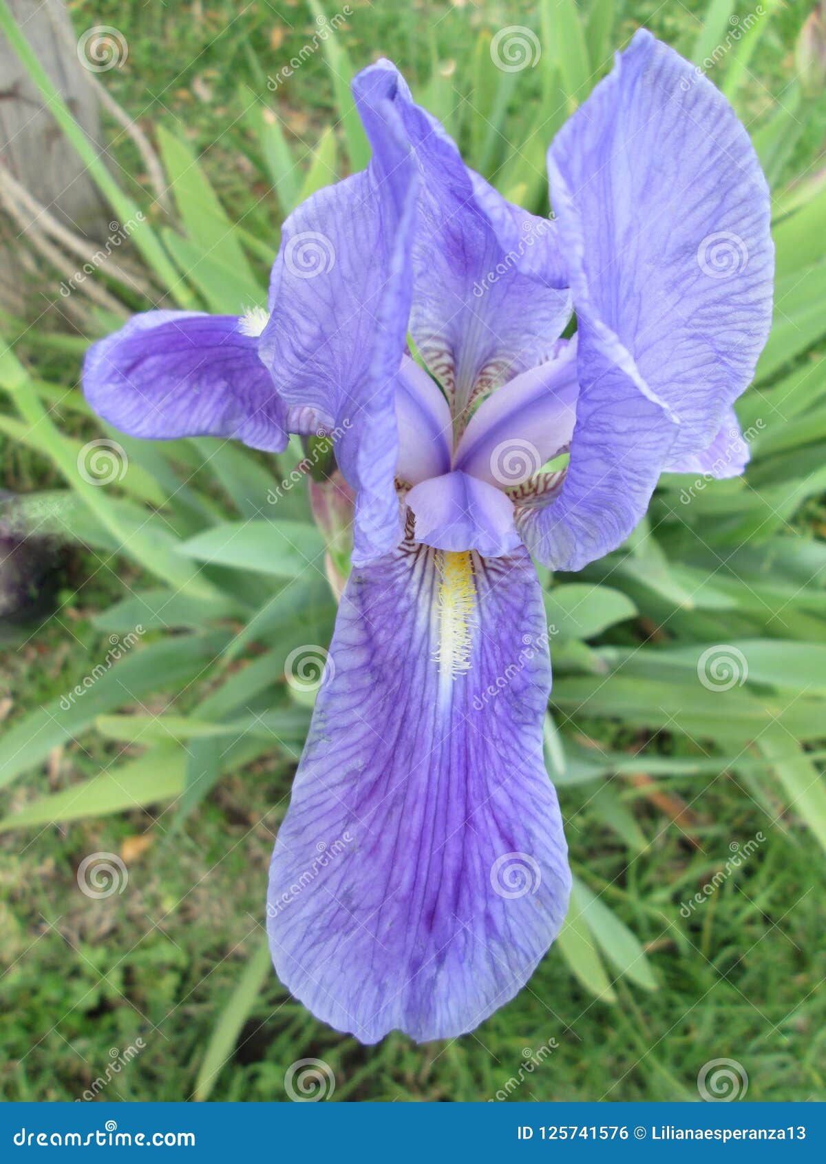 Beautiful Blue Lily in the Spring Garden Stock Photo - Image of amazing ...