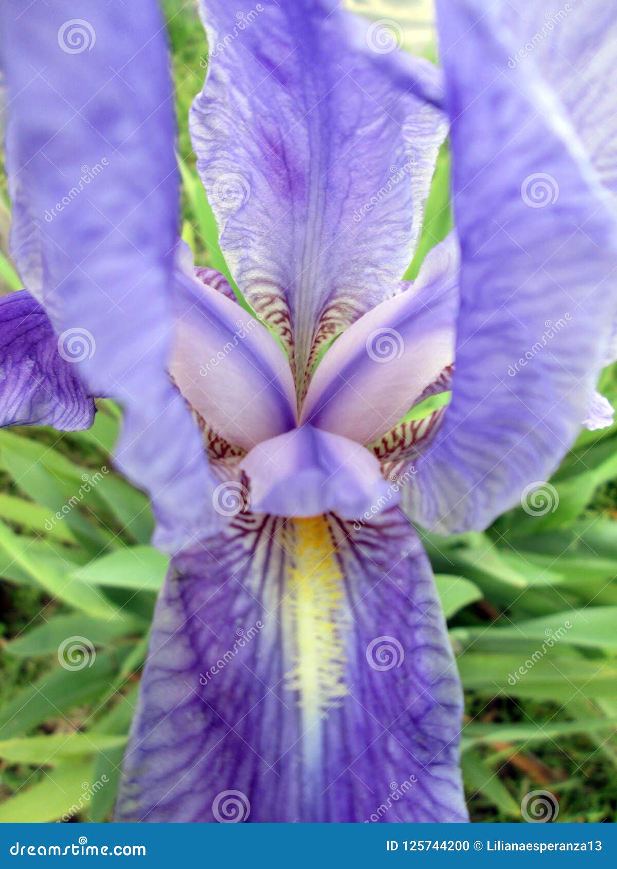 Beautiful Blue Lily in the Spring Garden Stock Photo - Image of lily ...