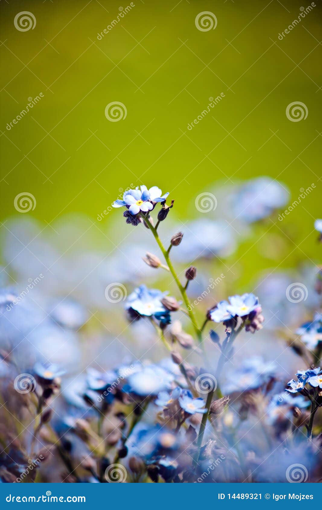 Beautiful Blue Little Flowers Stock Image - Image of forget, closeup ...