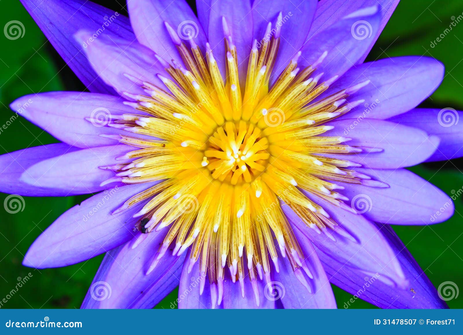 Beautiful blue lotus stock image. Image of botanical - 31478507