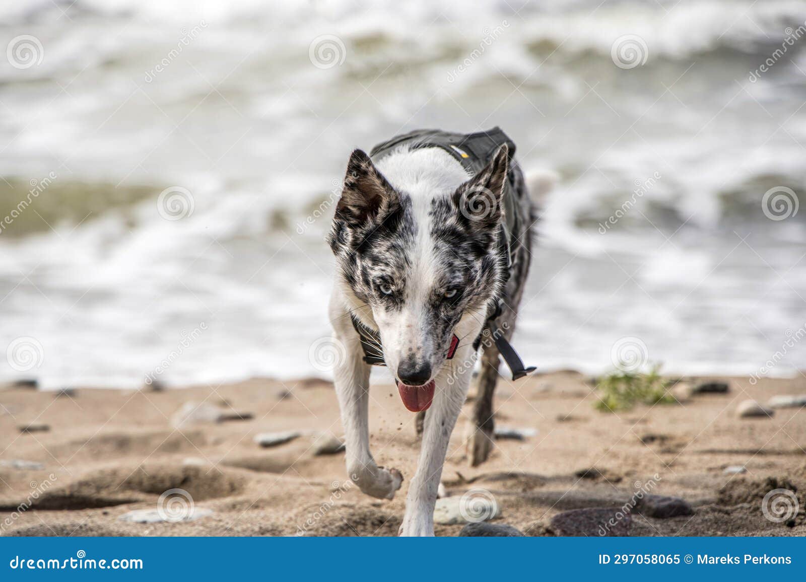 A Beautiful Blue Merle, Border Collie Having Fun on a Beach Stock Image ...