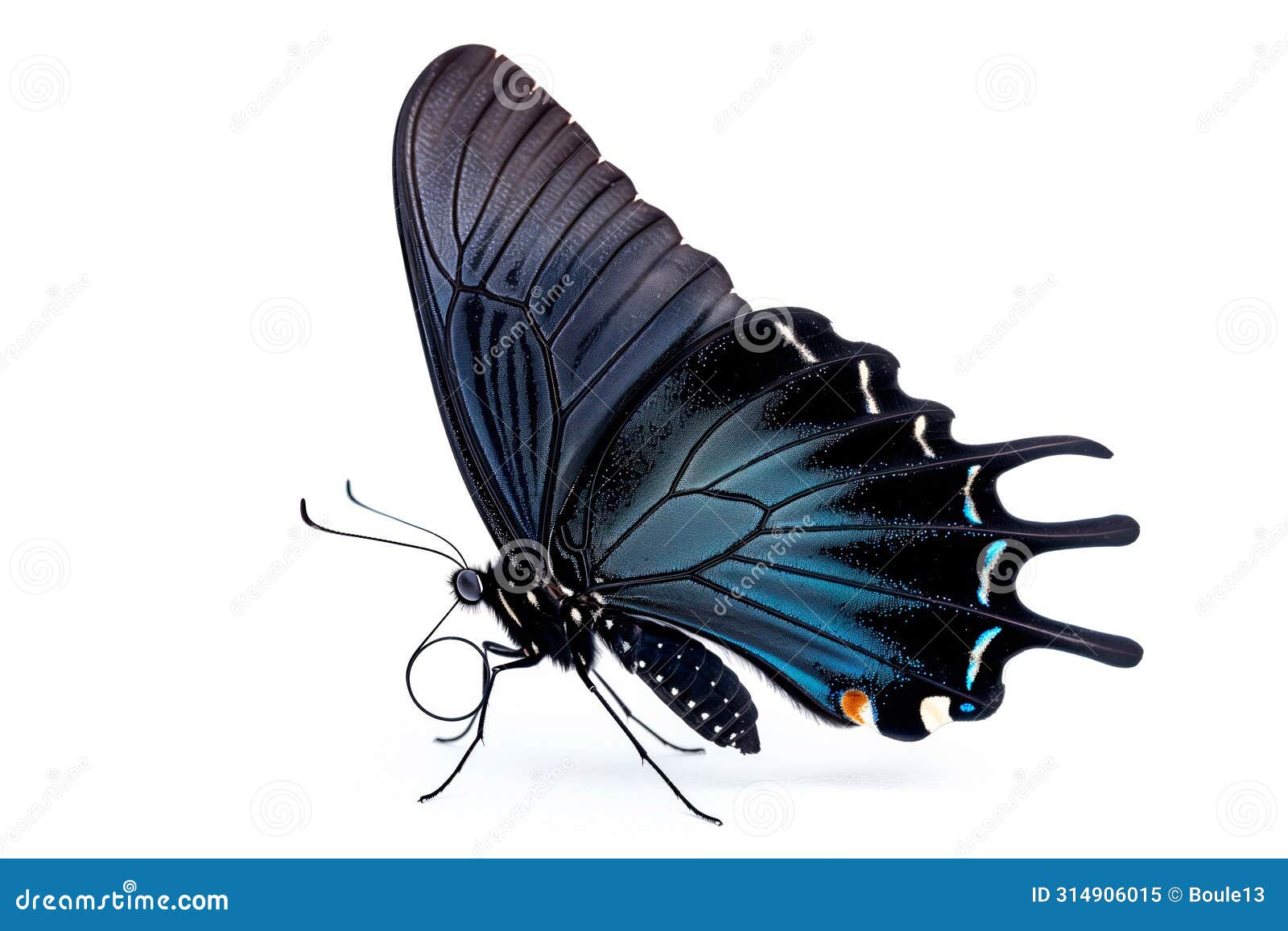 Beautiful Blue Mormon Butterfly Isolated on a White Background. Side ...