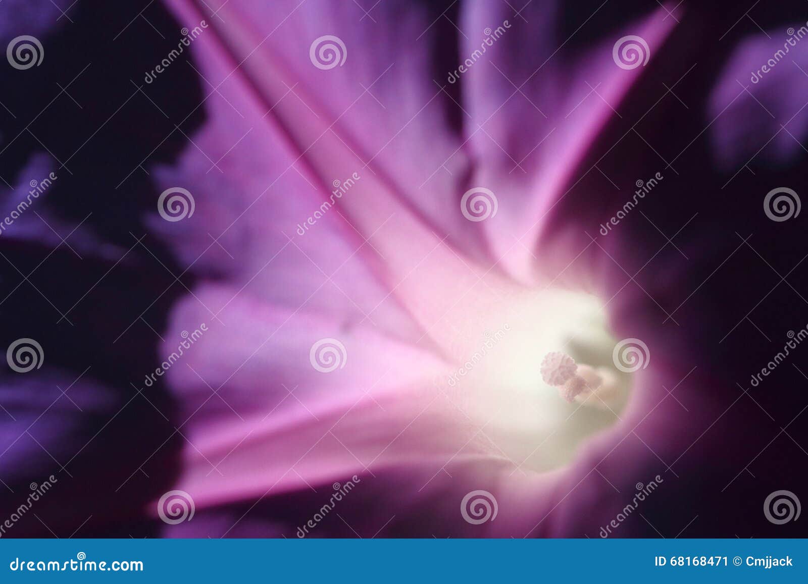 Beautiful Blue Morning Glory Flower on Nature Stock Image - Image of ...