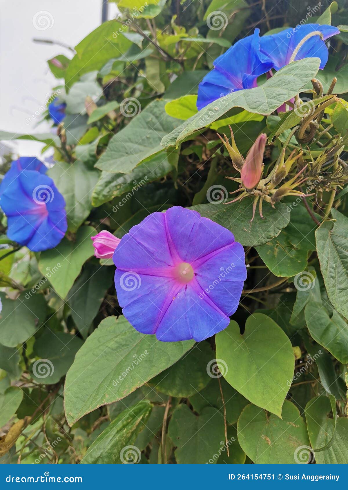Beautiful Blue Morning Glory Plant Stock Image - Image of glory, blue ...