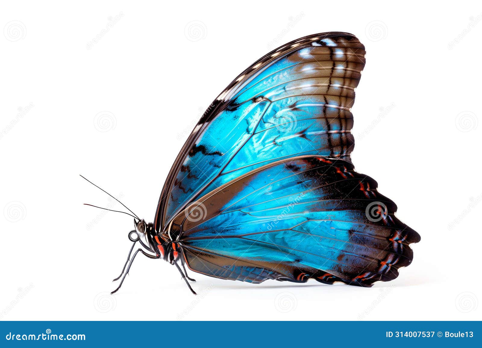 Beautiful Blue Morpho Butterfly Isolated on a White Background. Side ...