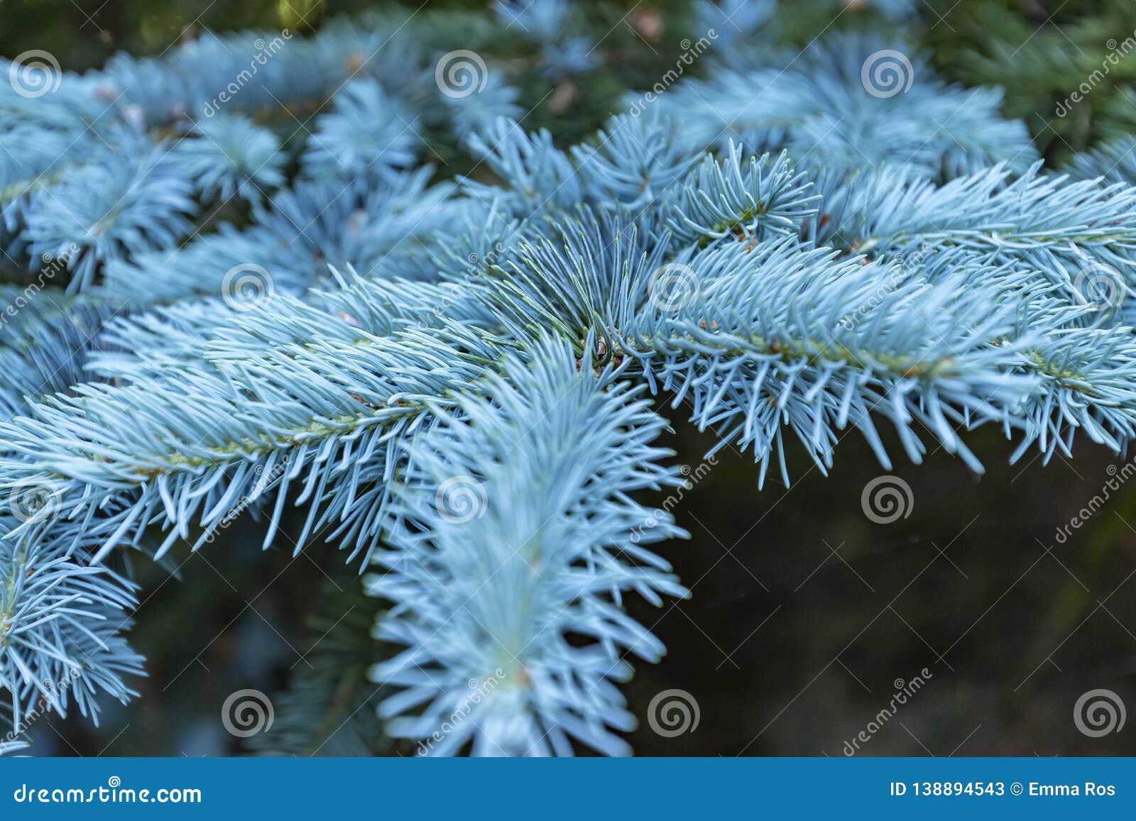 The Beautiful Blue Needles of a Blue Spruce Stock Image - Image of ...