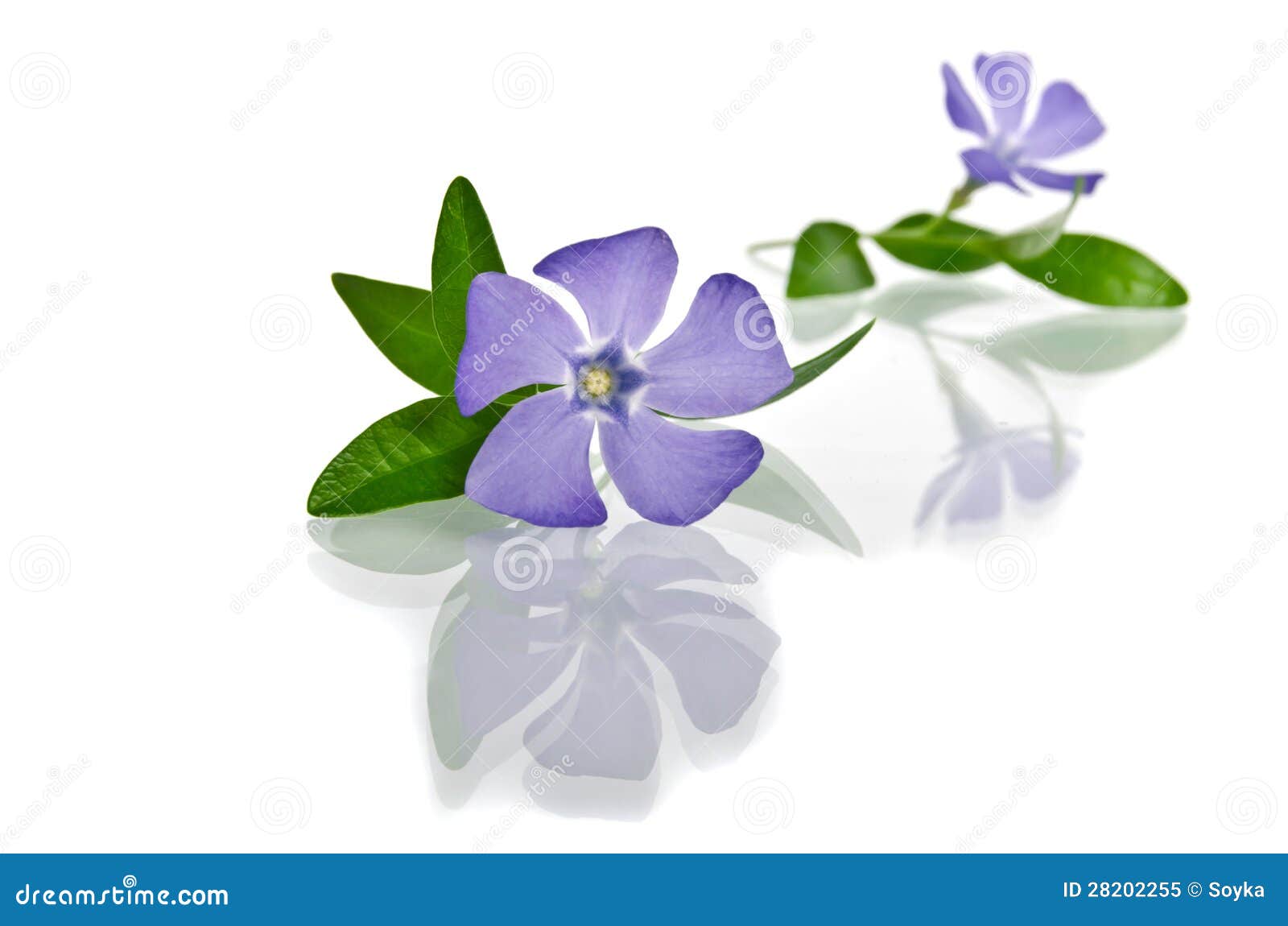 Beautiful blue periwinkle stock image. Image of gardening - 28202255