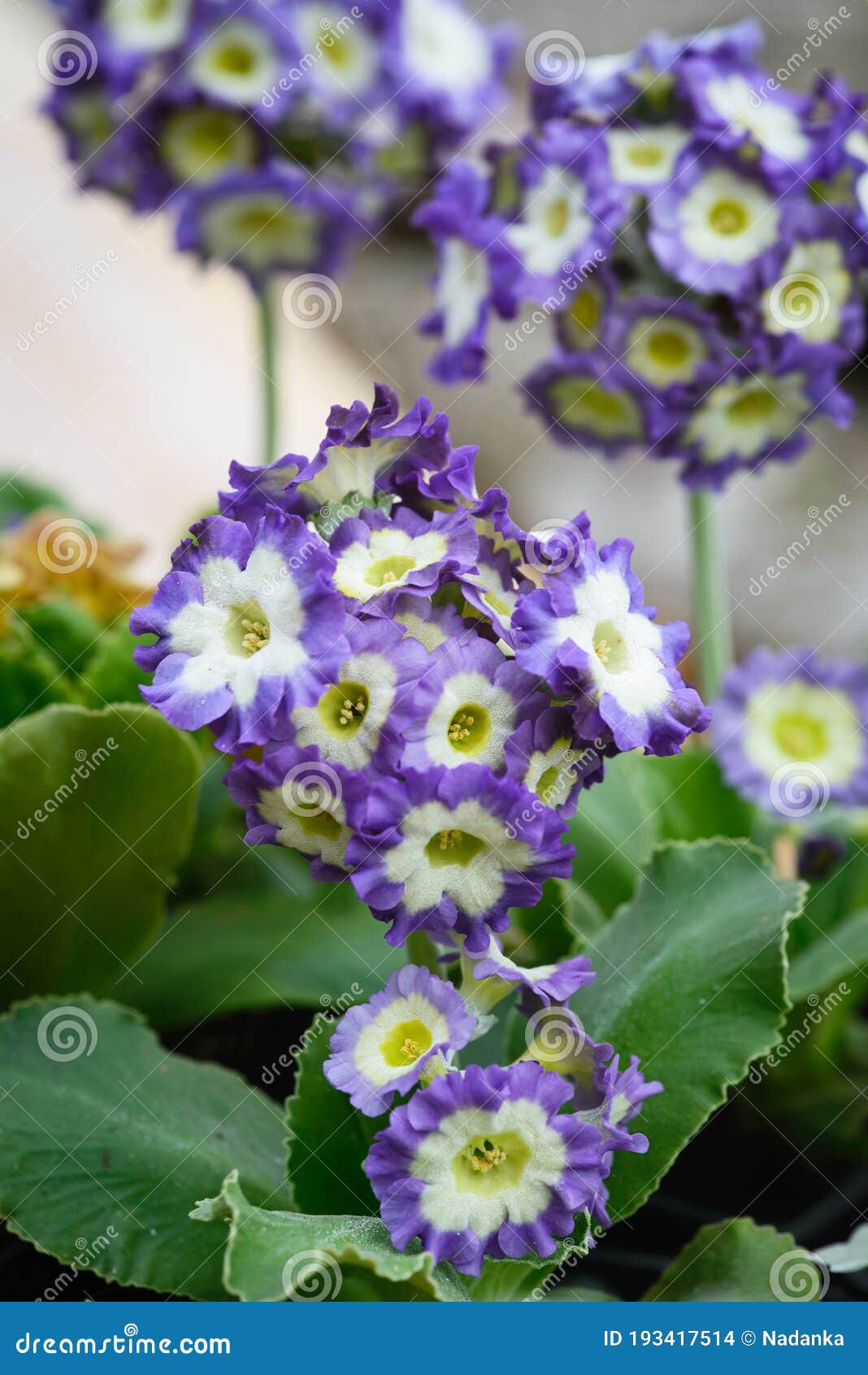 Beautiful Blue Primula Auricula Stock Photo - Image of blossom, blue ...