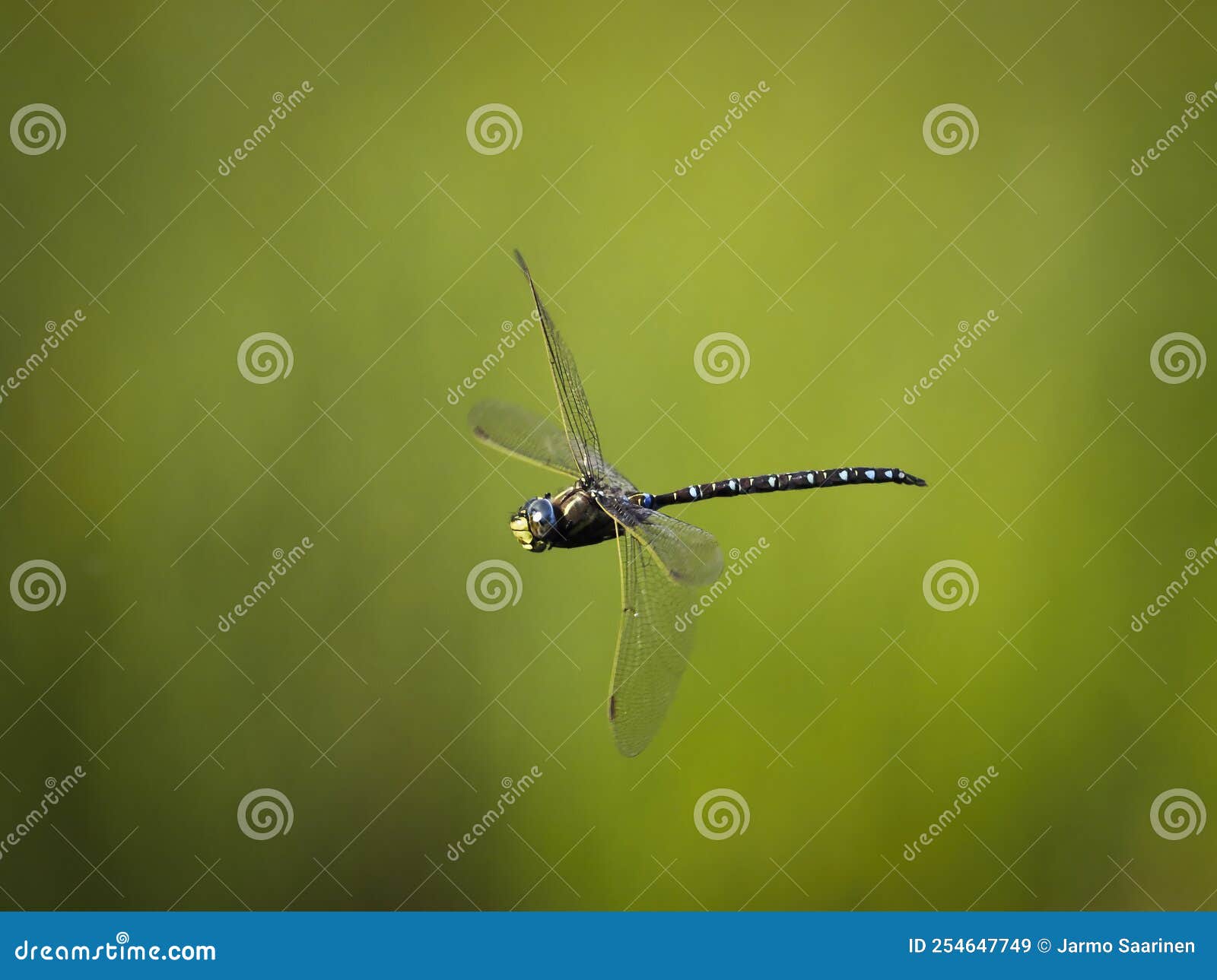 Beautiful Blue Ragonfly in Flight. Stock Image - Image of dragon ...
