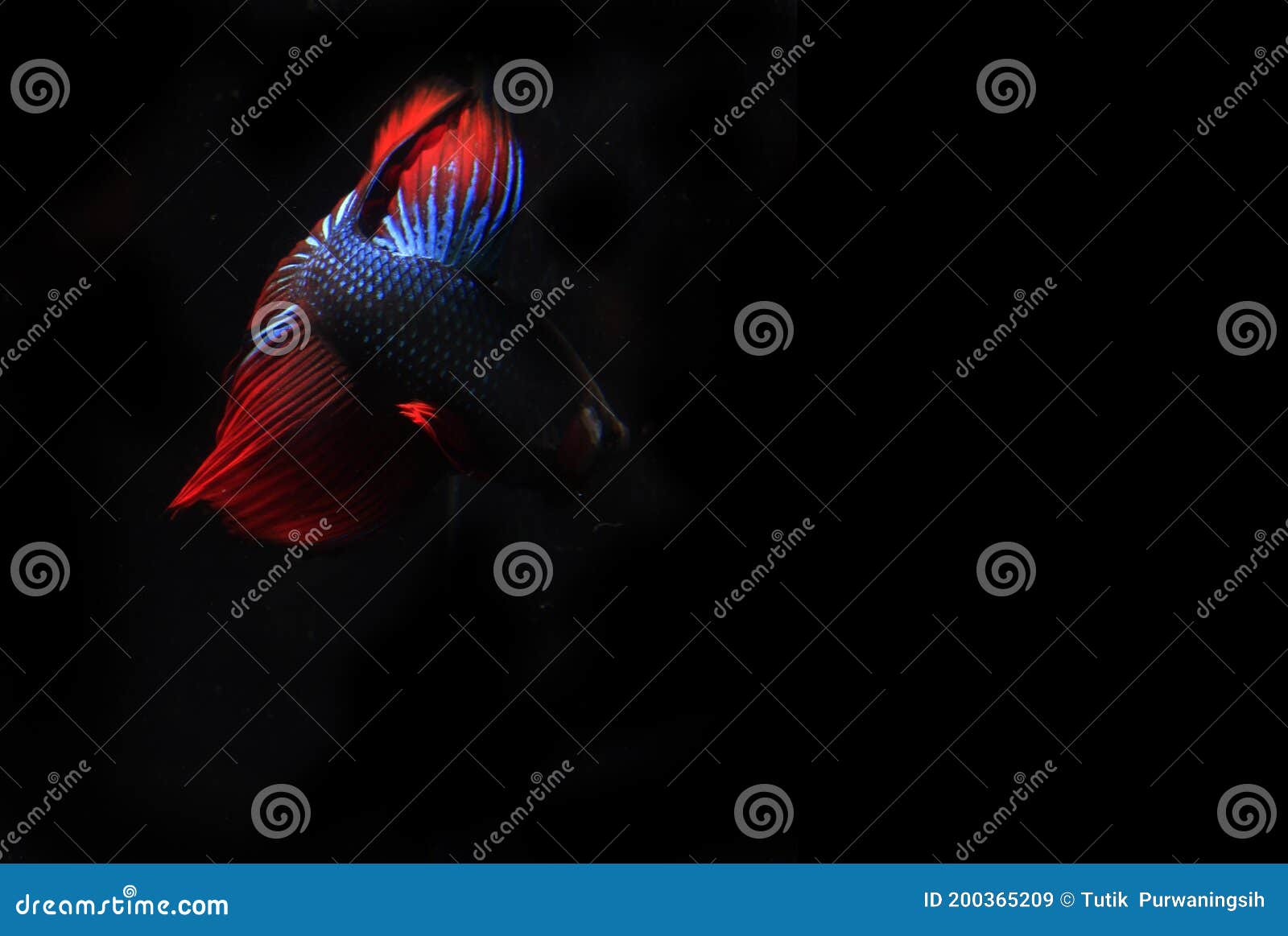 Beautiful Blue and Red Beta Fish, at Black Background Stock Image ...