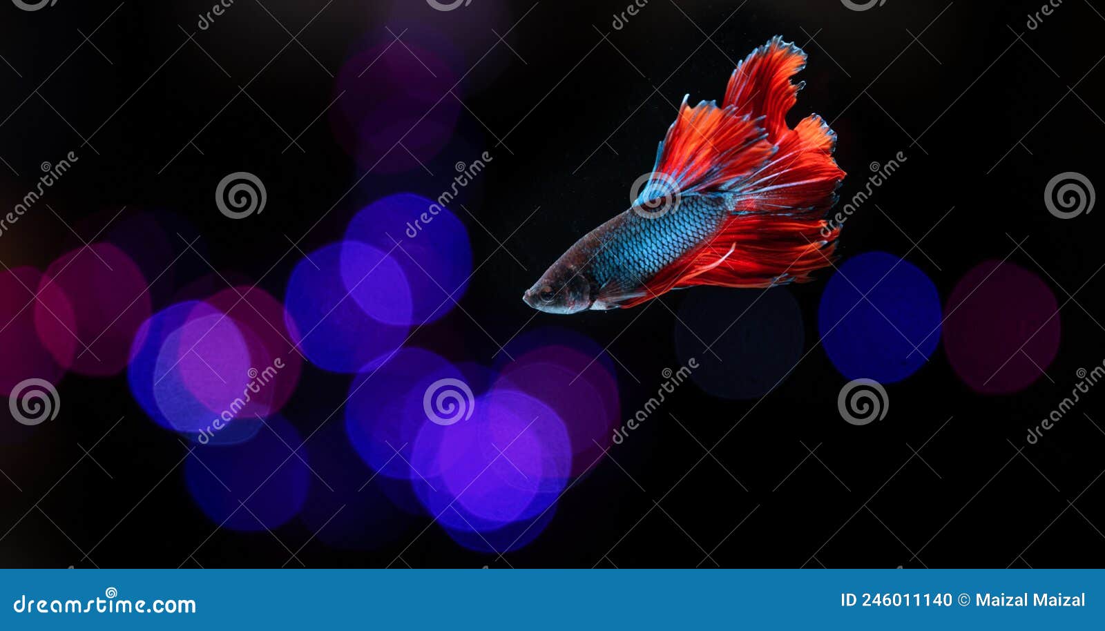 Beautiful Blue Red Betta Fish in Close Up Stock Photo - Image of leaf ...