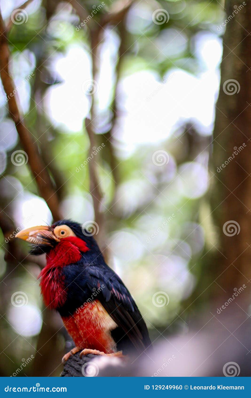 Beautiful Blue and Red Bird Stock Photo - Image of holly, yaupon: 129249960