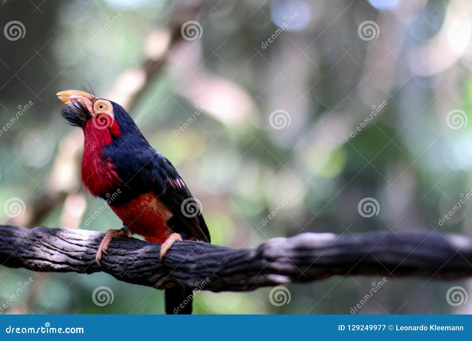 Beautiful Blue and Red Bird Stock Image - Image of holly, limb: 129249977