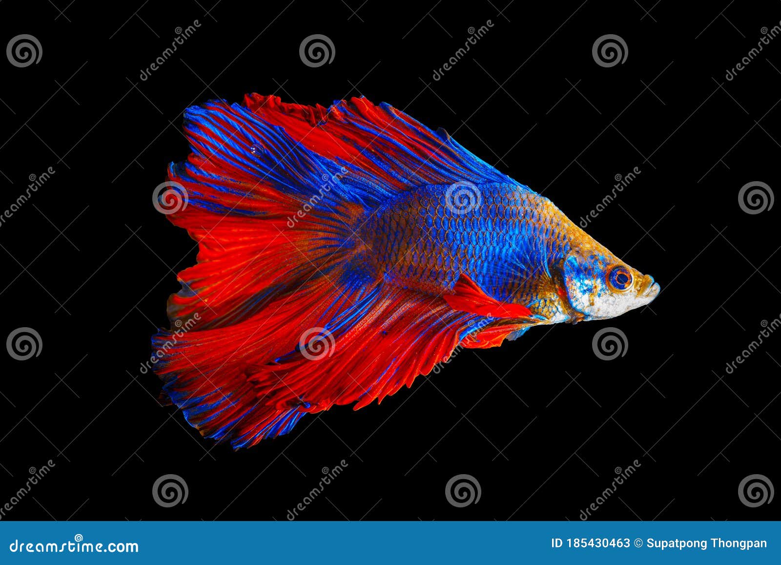Beautiful Of Blue - Red Fighting Fish Stock Image - Image of morning ...