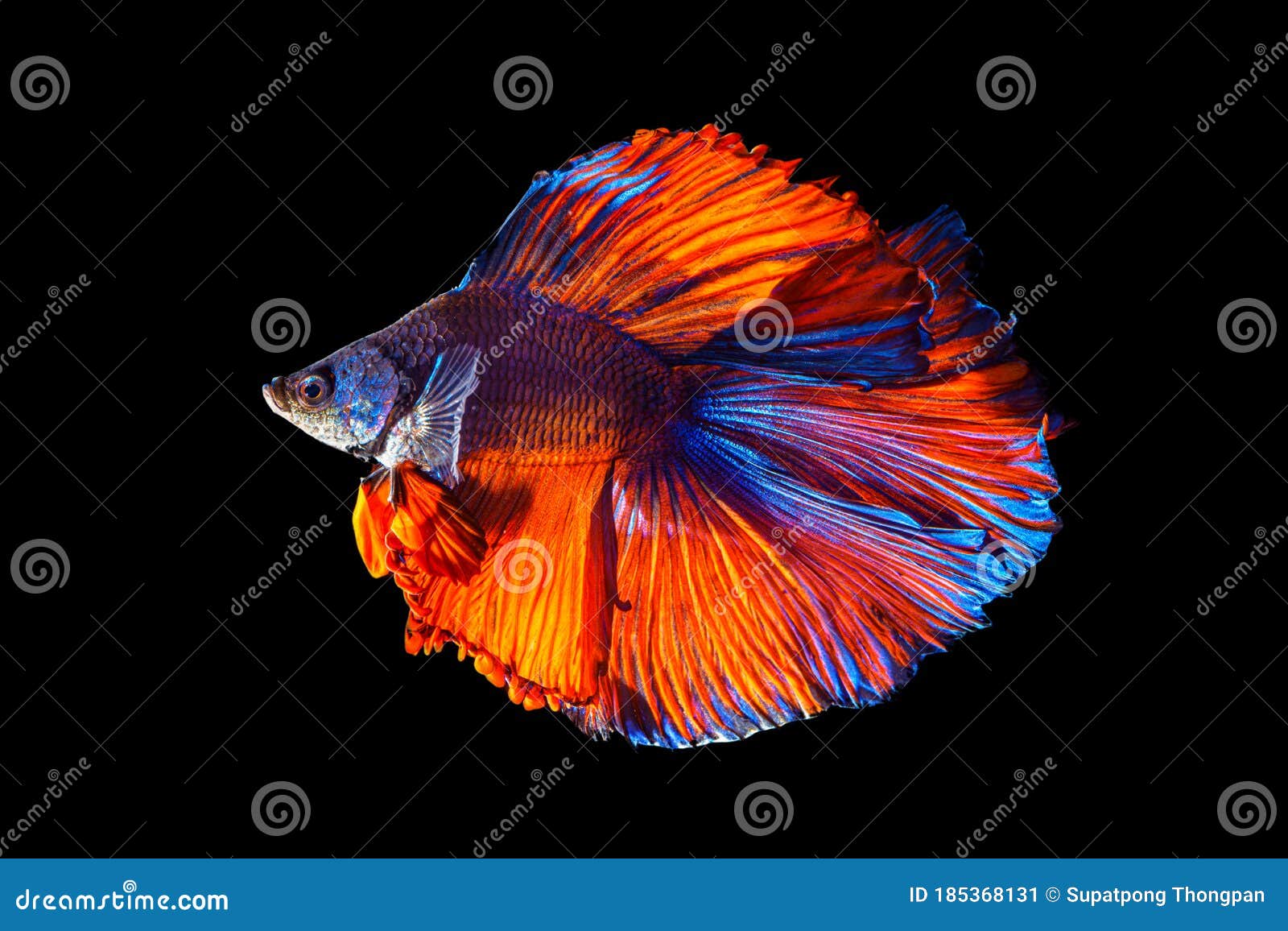 Beautiful of Blue - Red Fighting Fish Stock Image - Image of trail ...