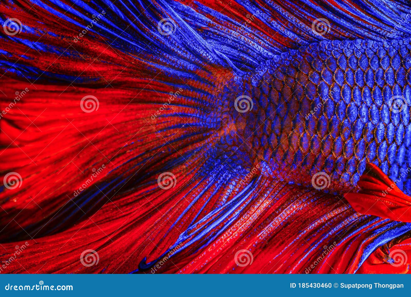 Beautiful of Blue - Red Fighting Fish Stock Photo - Image of woodland ...