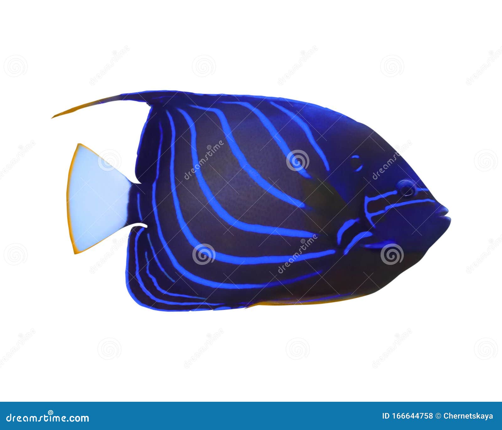 Blue Angelfish