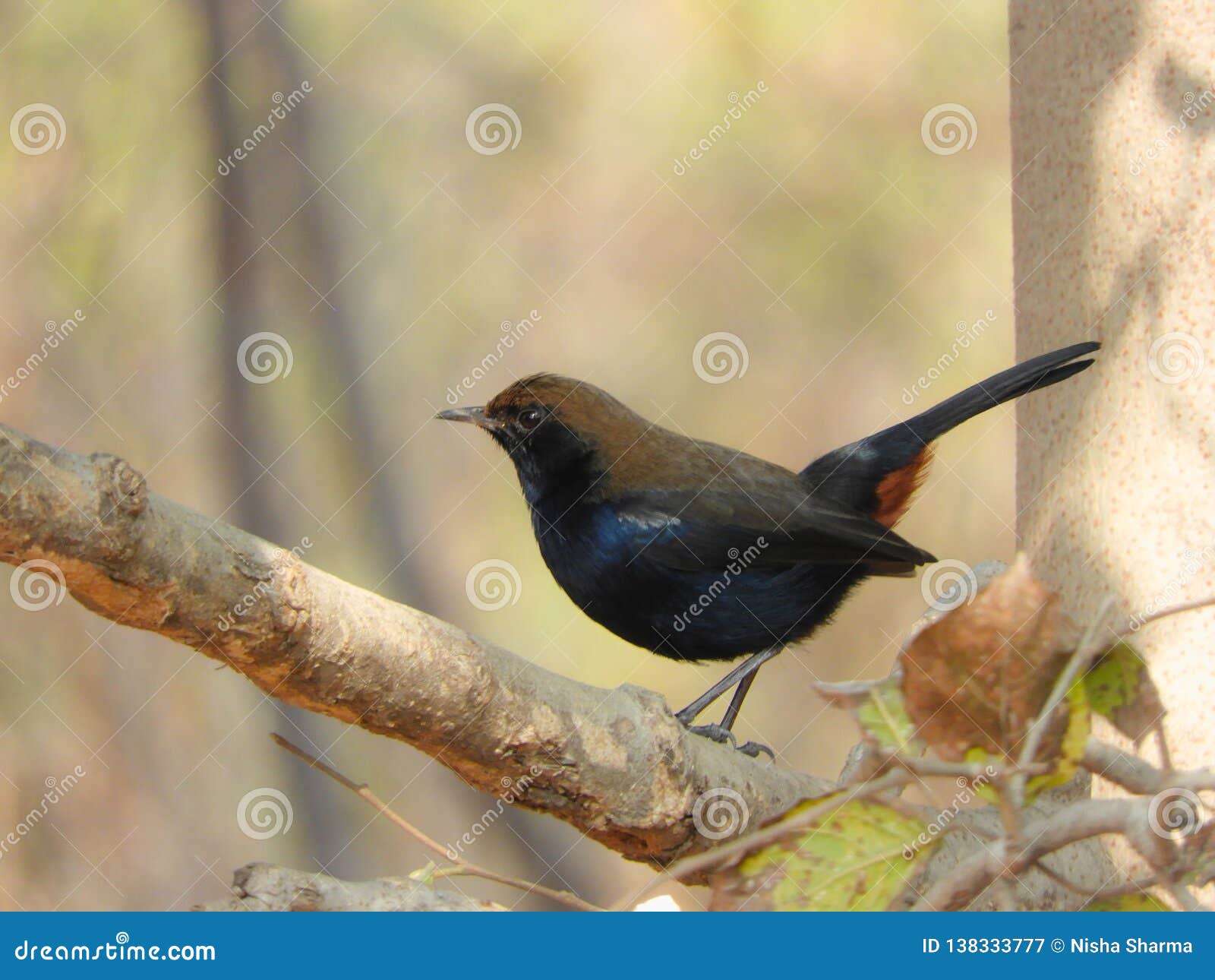 Indian Robin stock image. Image of eyes, vented, perching - 138333777