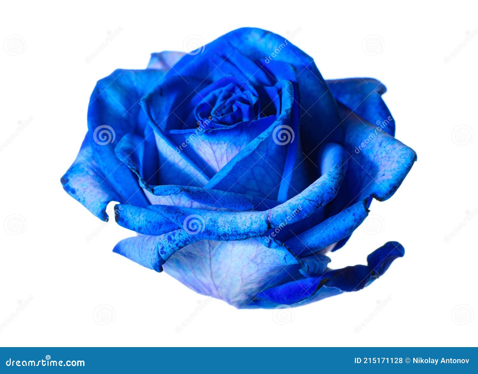 Beautiful Blue Rose Bud Isolated on White Background Stock Photo ...