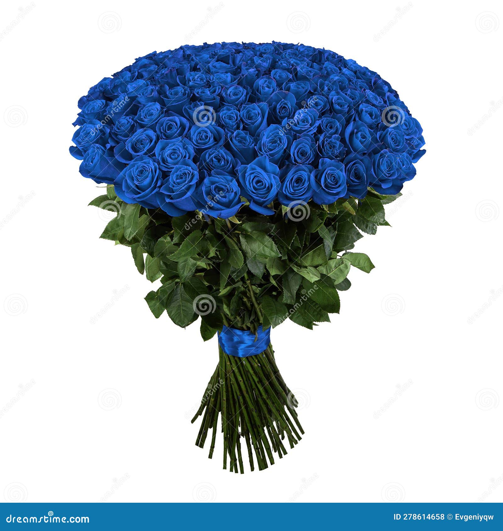 Beautiful Blue Rose. Isolated Large Bouquet of 101 Rose on White Stock ...