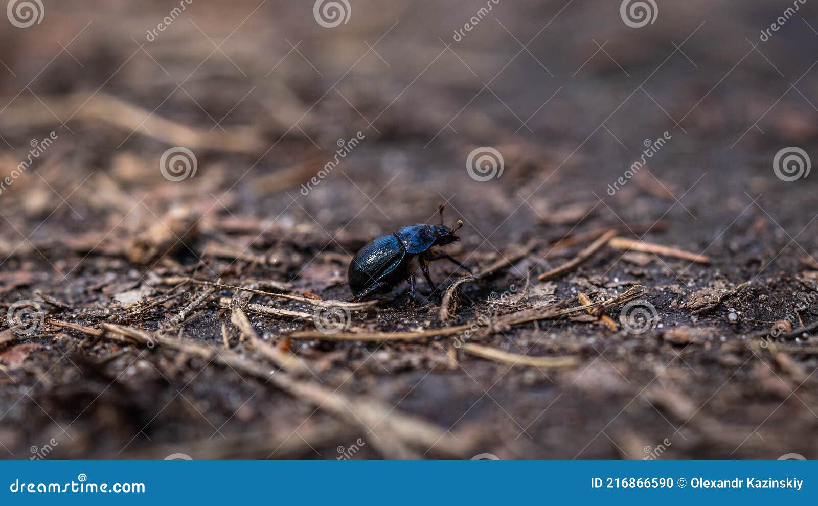 Blue Scarab Isolated On Light Background. Ancient Sacred Insect ...