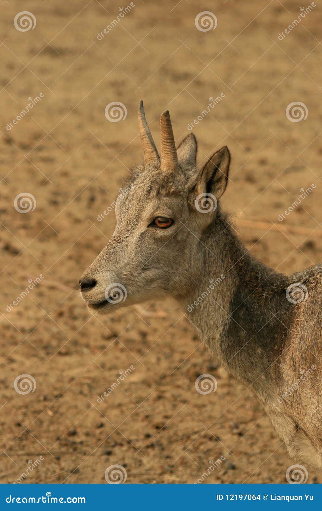 Beautiful blue sheep stock photo. Image of strong, hoof - 12197064