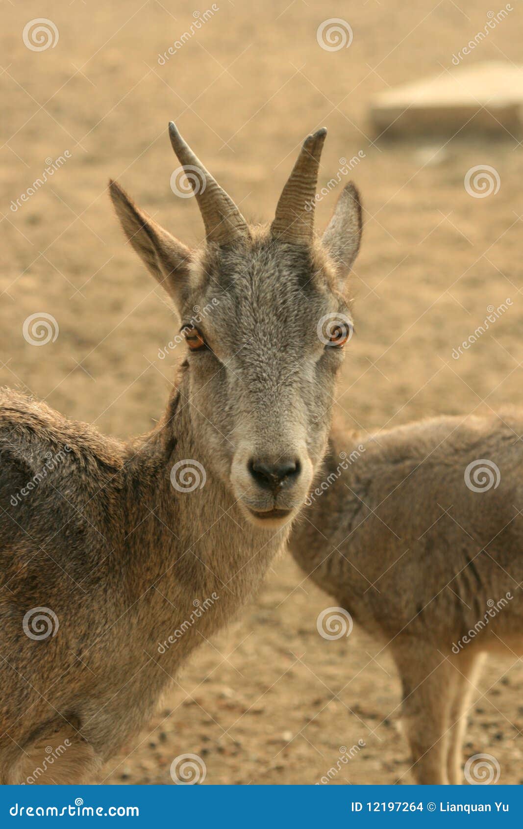 Beautiful blue sheep stock photo. Image of sheep, small - 12197264