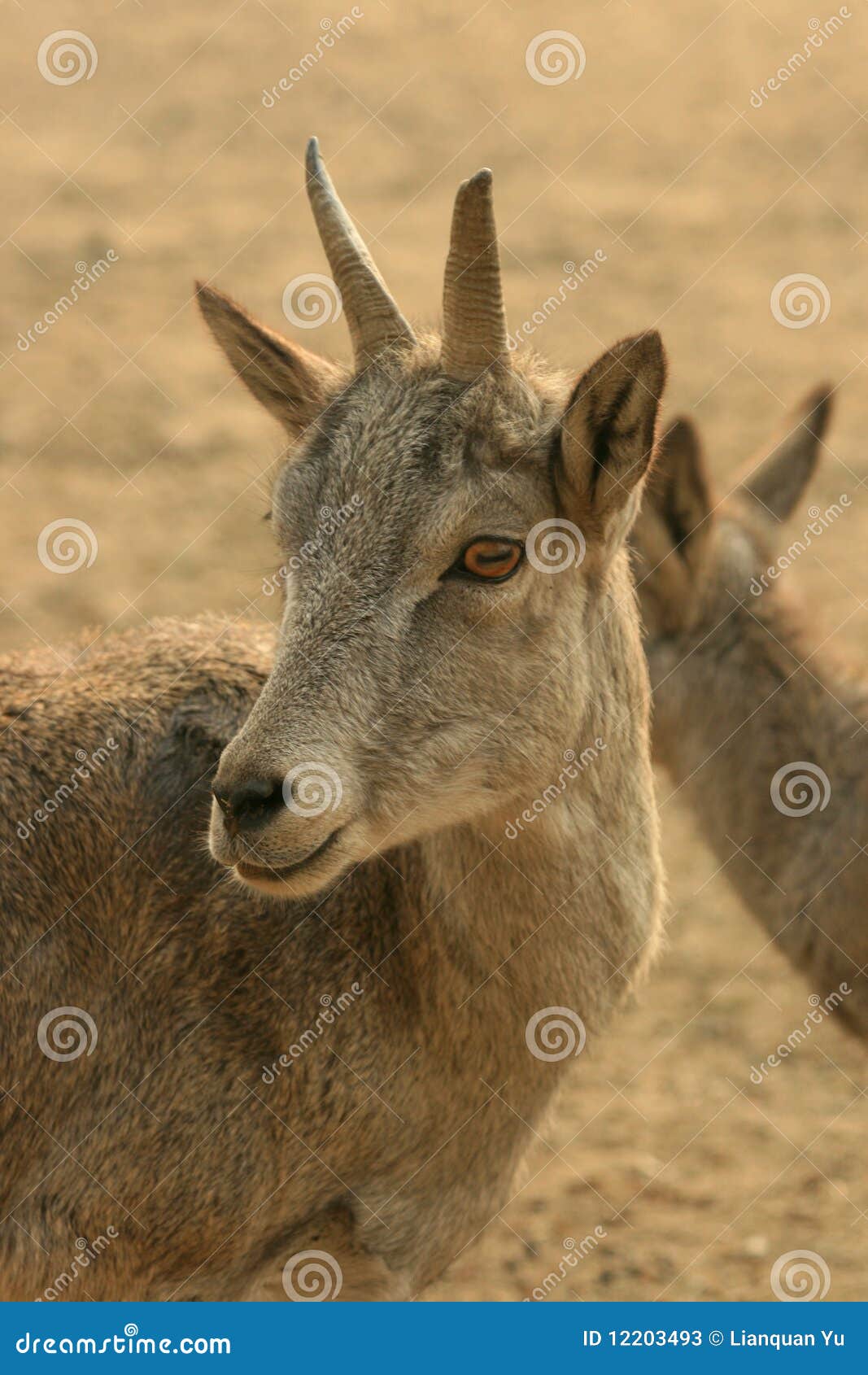 Beautiful blue sheep stock image. Image of lamb, gentle - 12203493