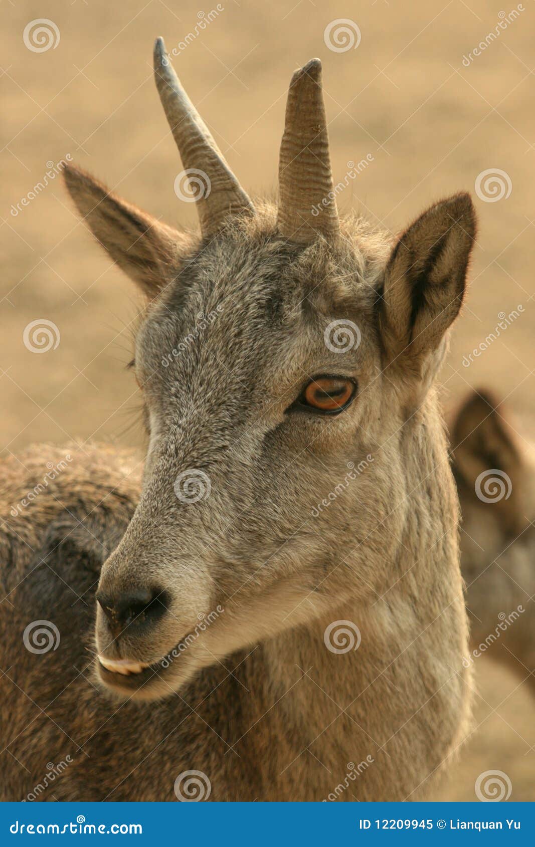 Beautiful blue sheep stock image. Image of leather, hoof - 12209945