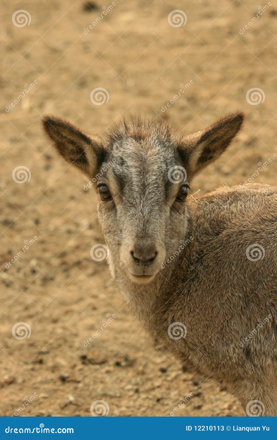 Beautiful blue sheep stock image. Image of profile, china - 12210113