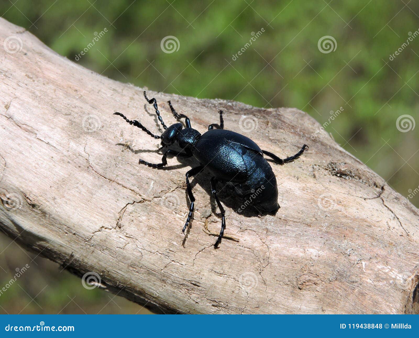 Blue Shining Bug on Old Tree, Lithuania Stock Photo - Image of view ...