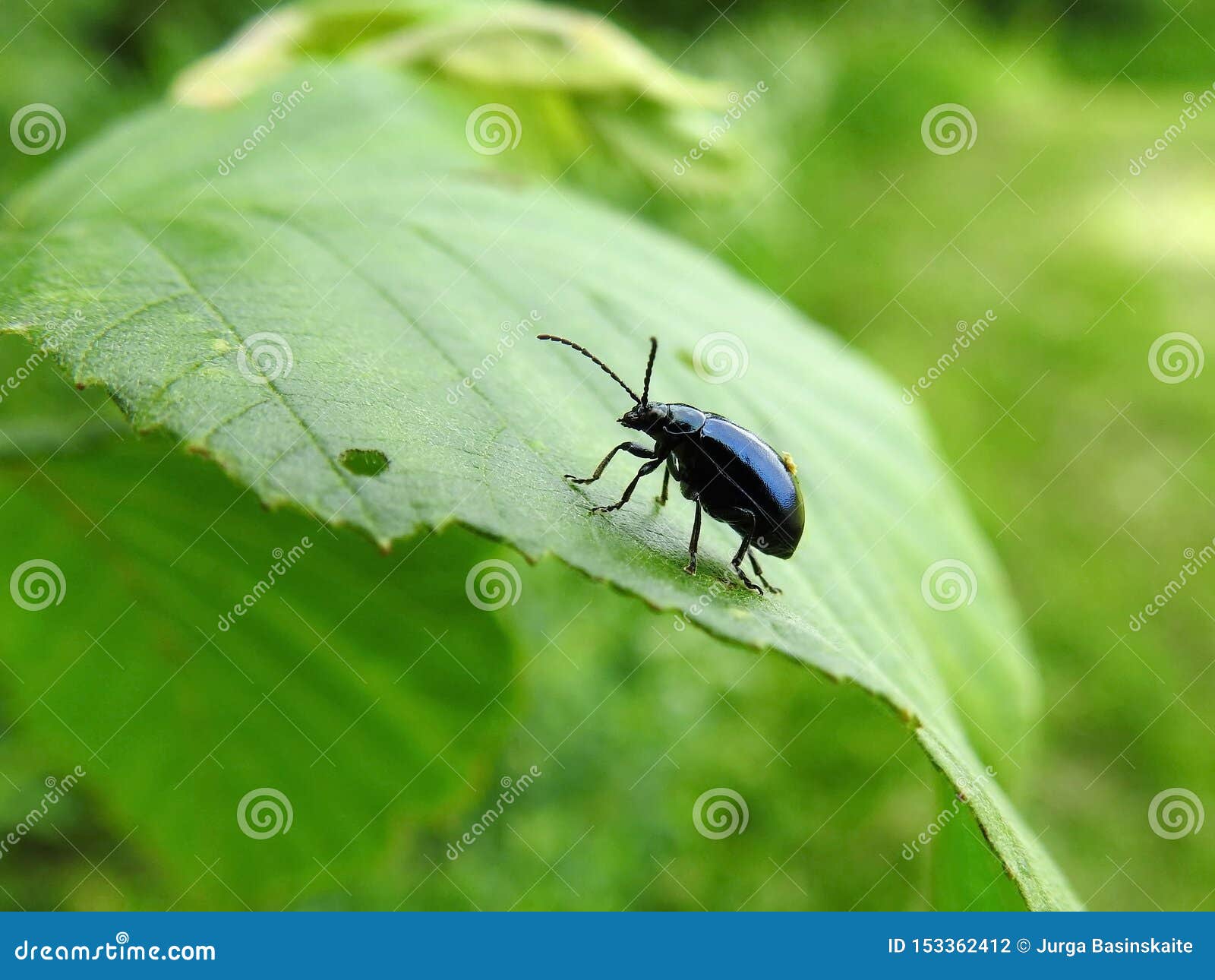 Small Bug on Green Leaf, Lithuania Stock Photo - Image of summer ...