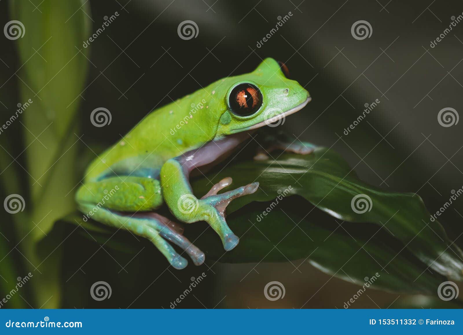 Beautiful Blue-sided Tree Frog on White Background Stock Photo - Image ...