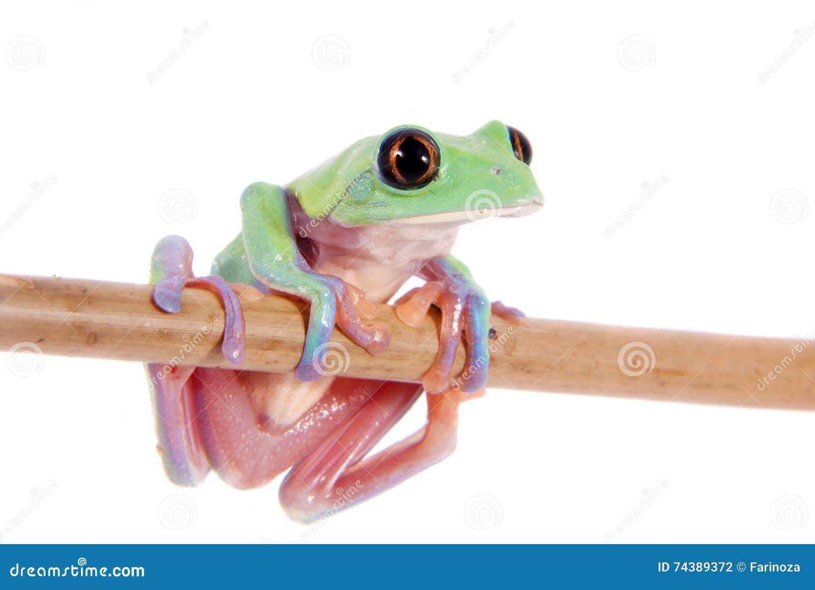 Beautiful Blue-sided Tree Frog on White Background Stock Photo - Image ...