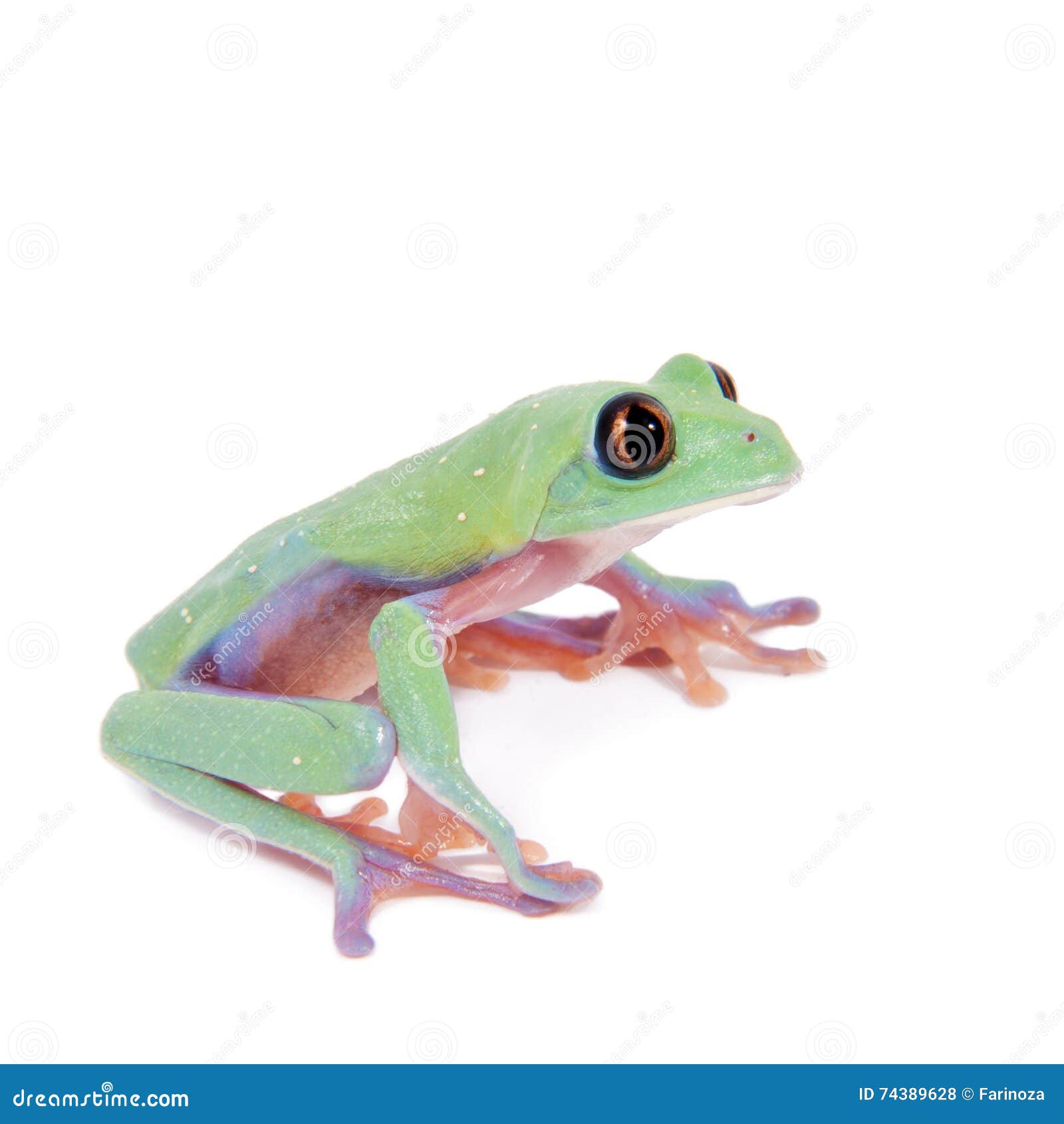 Beautiful Blue-sided Tree Frog on White Background Stock Photo - Image ...