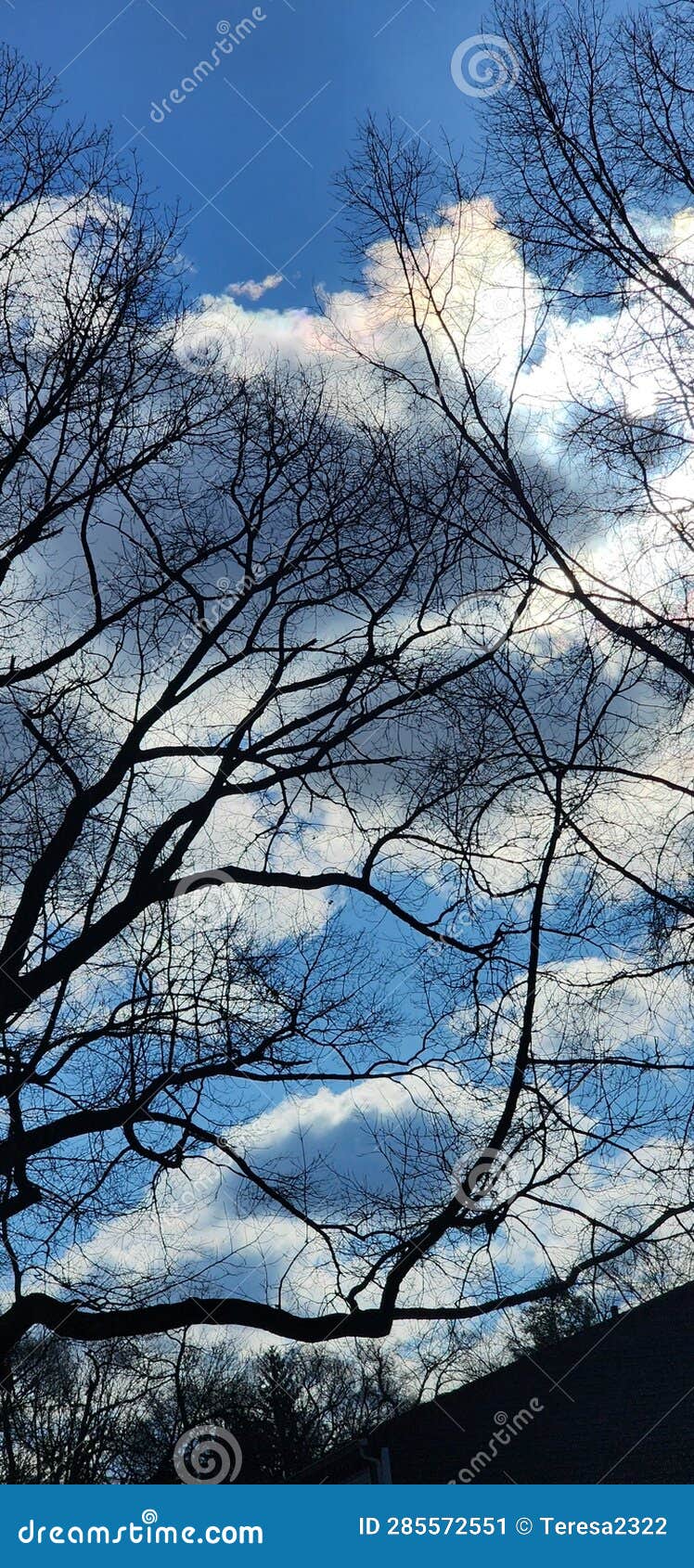 Beautiful Blue Skies Dark Trees Stock Image - Image of skies, trees ...
