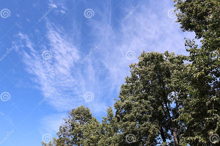 Blue Sky with Diffuse Clouds Over Treetops. Stock Photo - Image of branch, cloud: 325381024