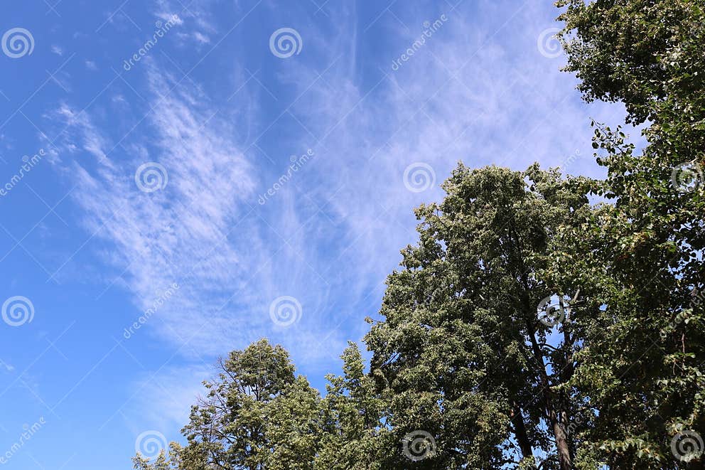 Blue Sky with Diffuse Clouds Over Treetops. Stock Photo - Image of ...