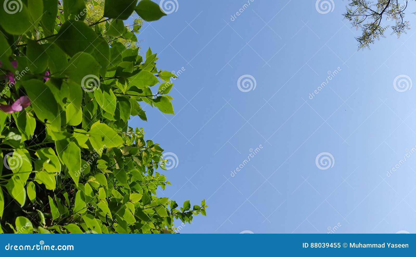 Beautiful Blue Sky Green Leaf Nature Stock Image - Image of leaf, blue ...
