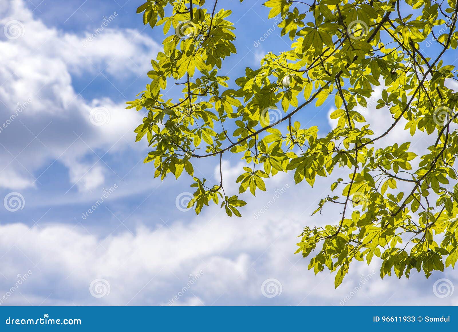 Beautiful Blue Sky from Under the Tree Stock Image - Image of ...