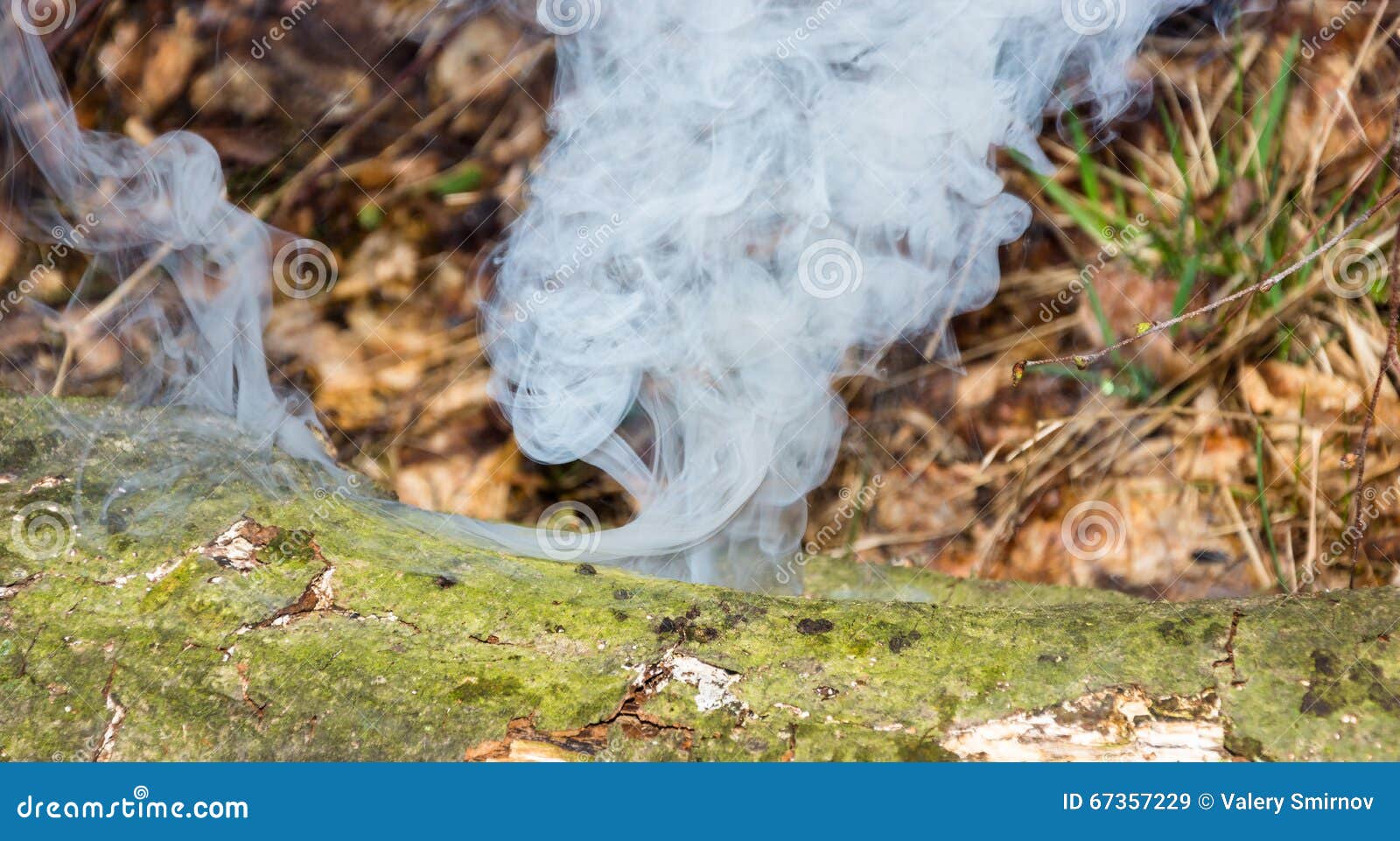 Beautiful Blue Smoke Coming from the Trunk of an Tree. Stock Image ...