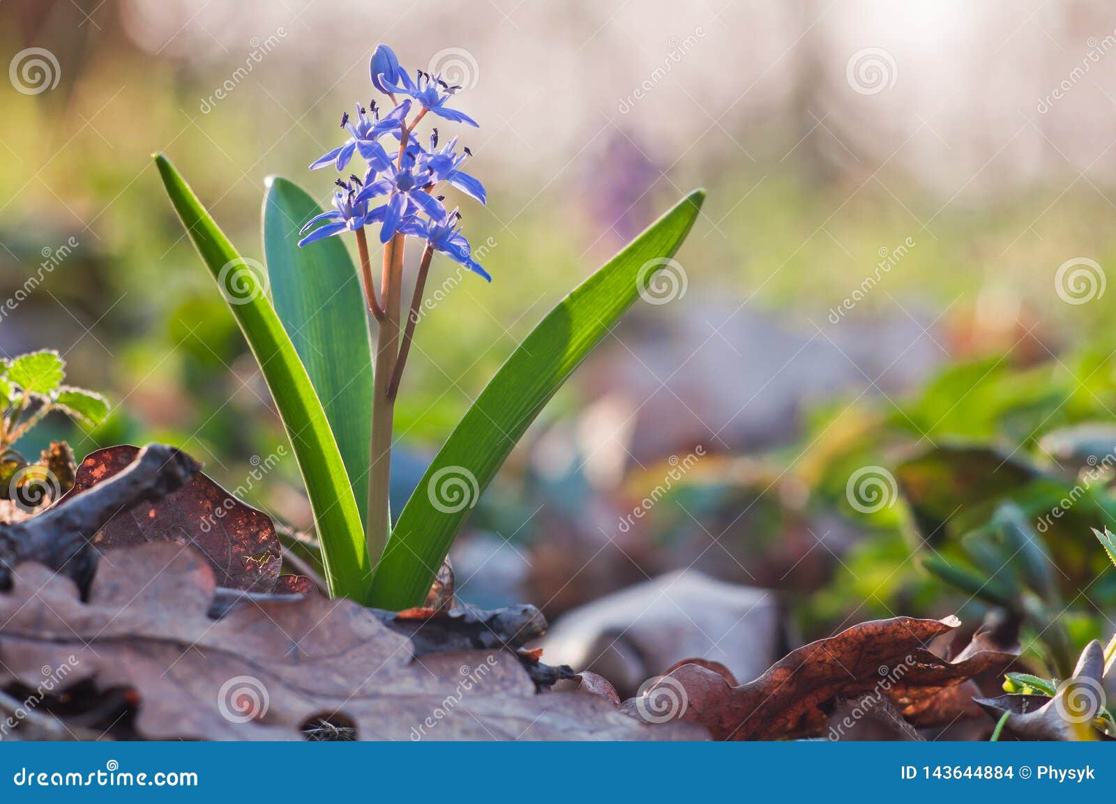 Beautiful Blue Snowdrop Flower in Sunny Spring Day Stock Photo - Image ...