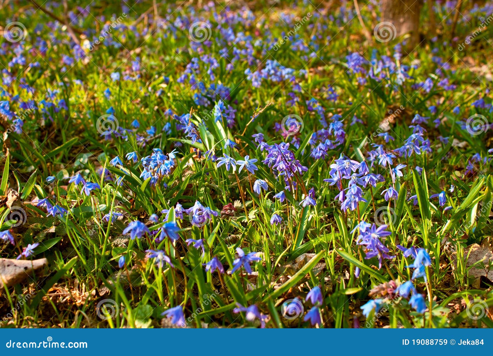 Beautiful blue snowdrops stock image. Image of morning - 19088759