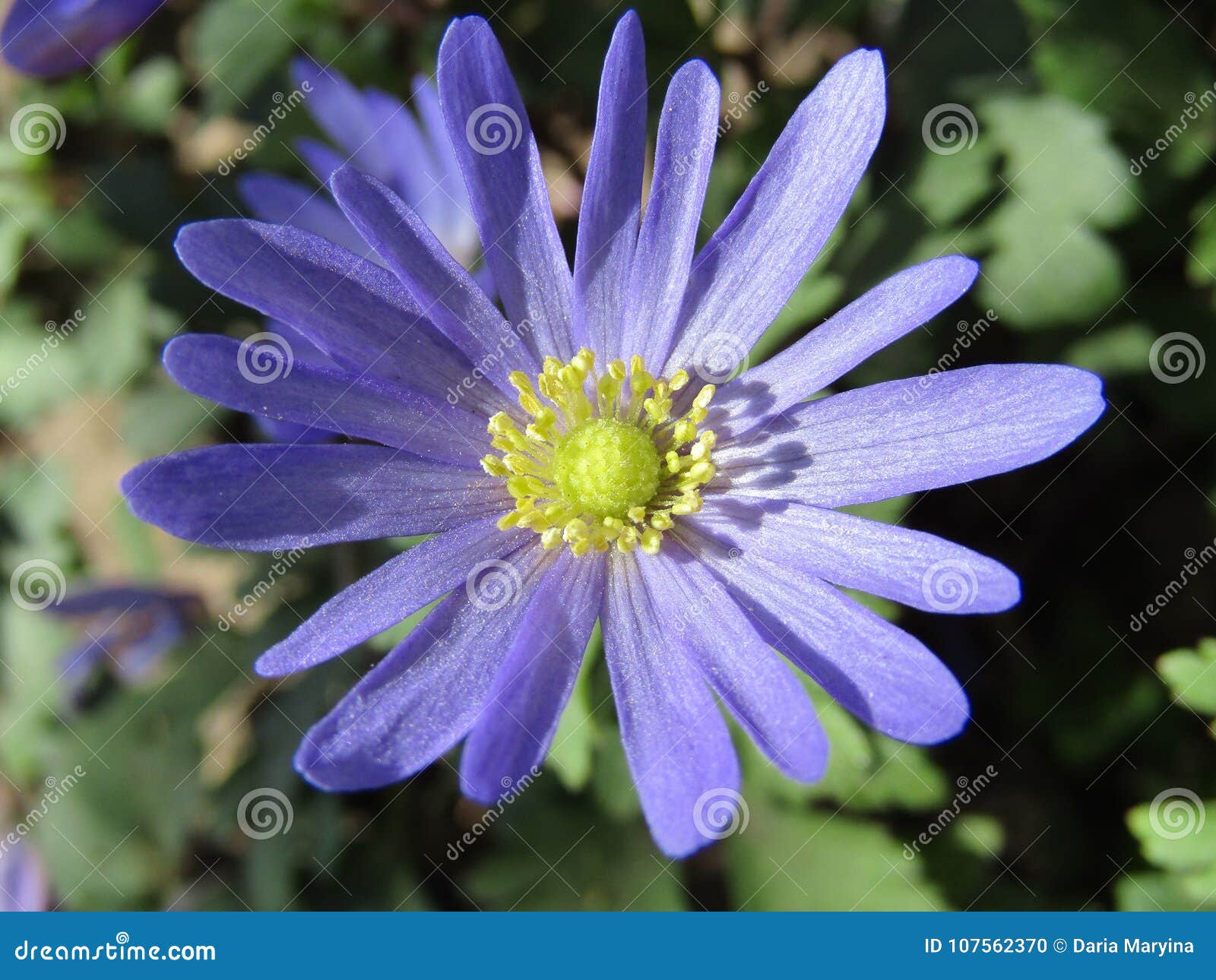 Beautiful Blue Spring Flower Stock Photo - Image of biology, blossom ...