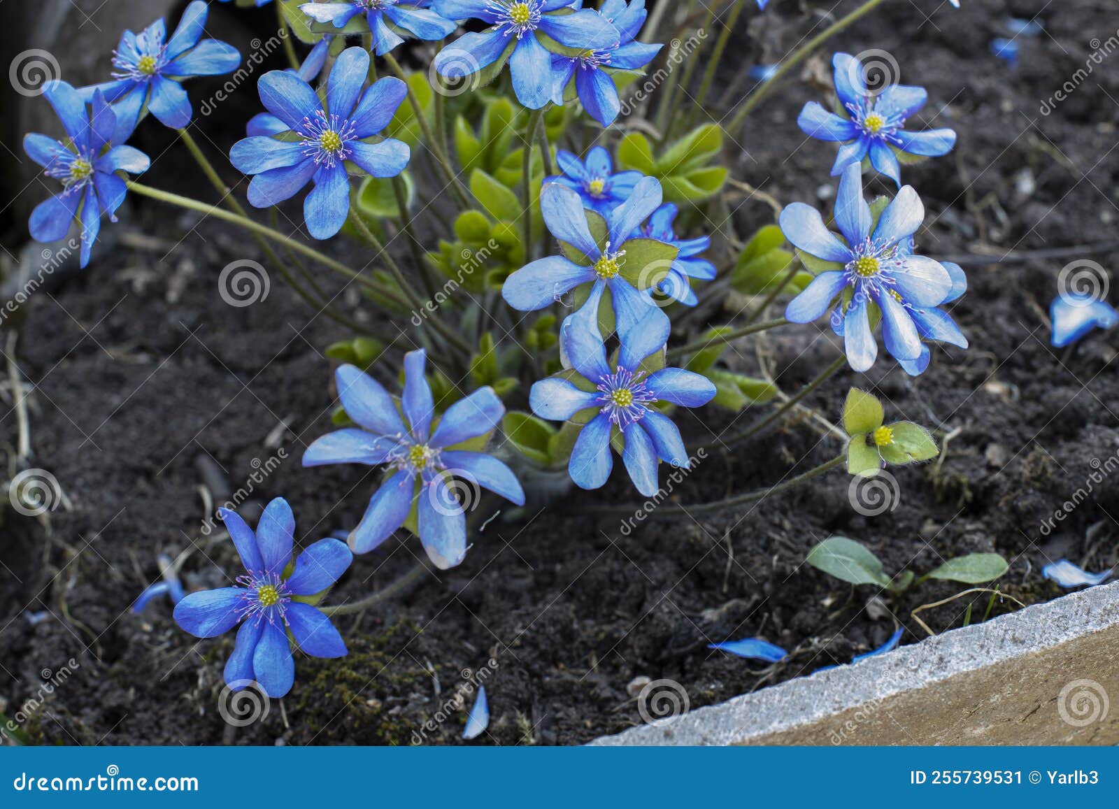Beautiful Blue Spring Flowers Close Up Stock Image - Image of ...