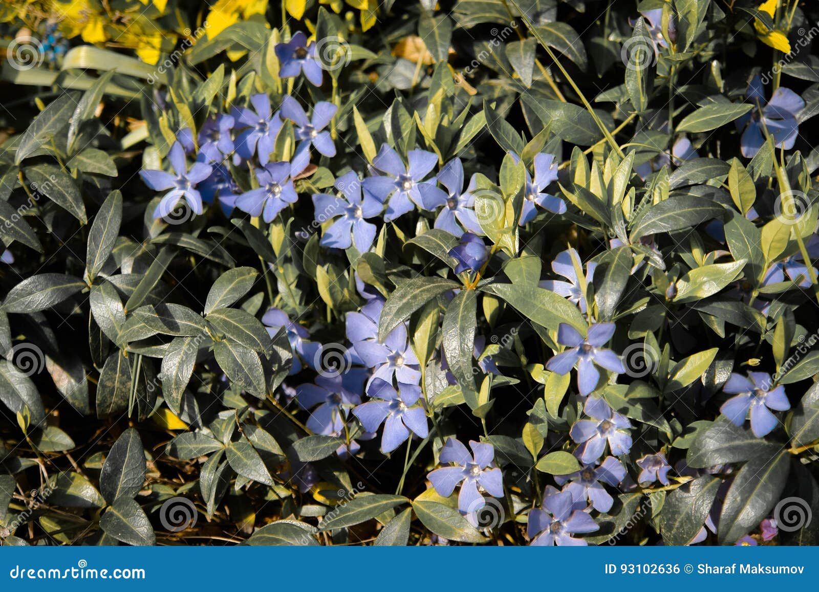 Beautiful Blue Spring Flowers on a Green Garden. Stock Photo - Image of ...