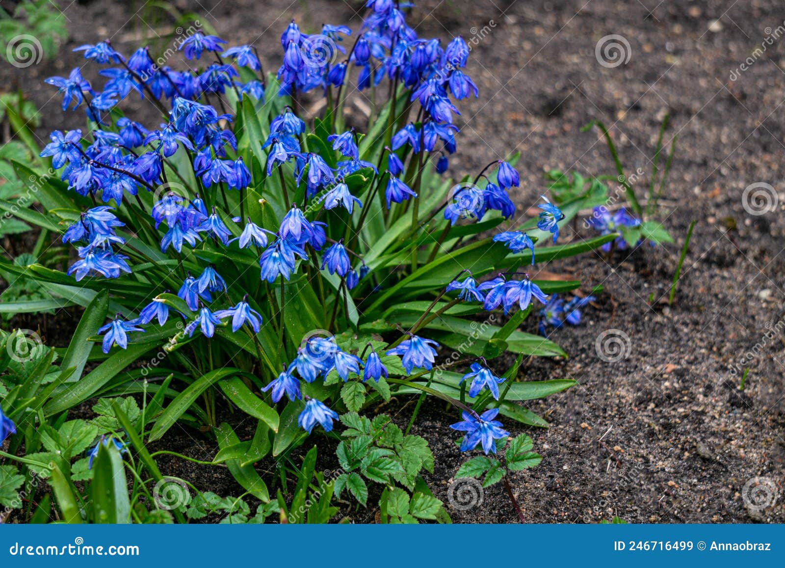 Beautiful Blue Spring Flowers of the Siberian Blueberry. First ...